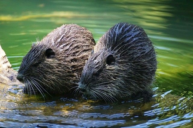Biber Bisamratte Und Sumpfbiber Biber Bisamratte Und Sumpfbiber